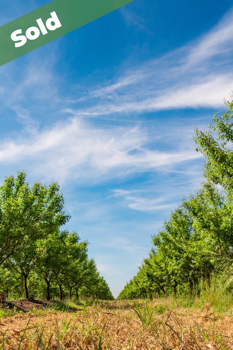 190 Acres Planted Almonds - Cornerstone Land Co