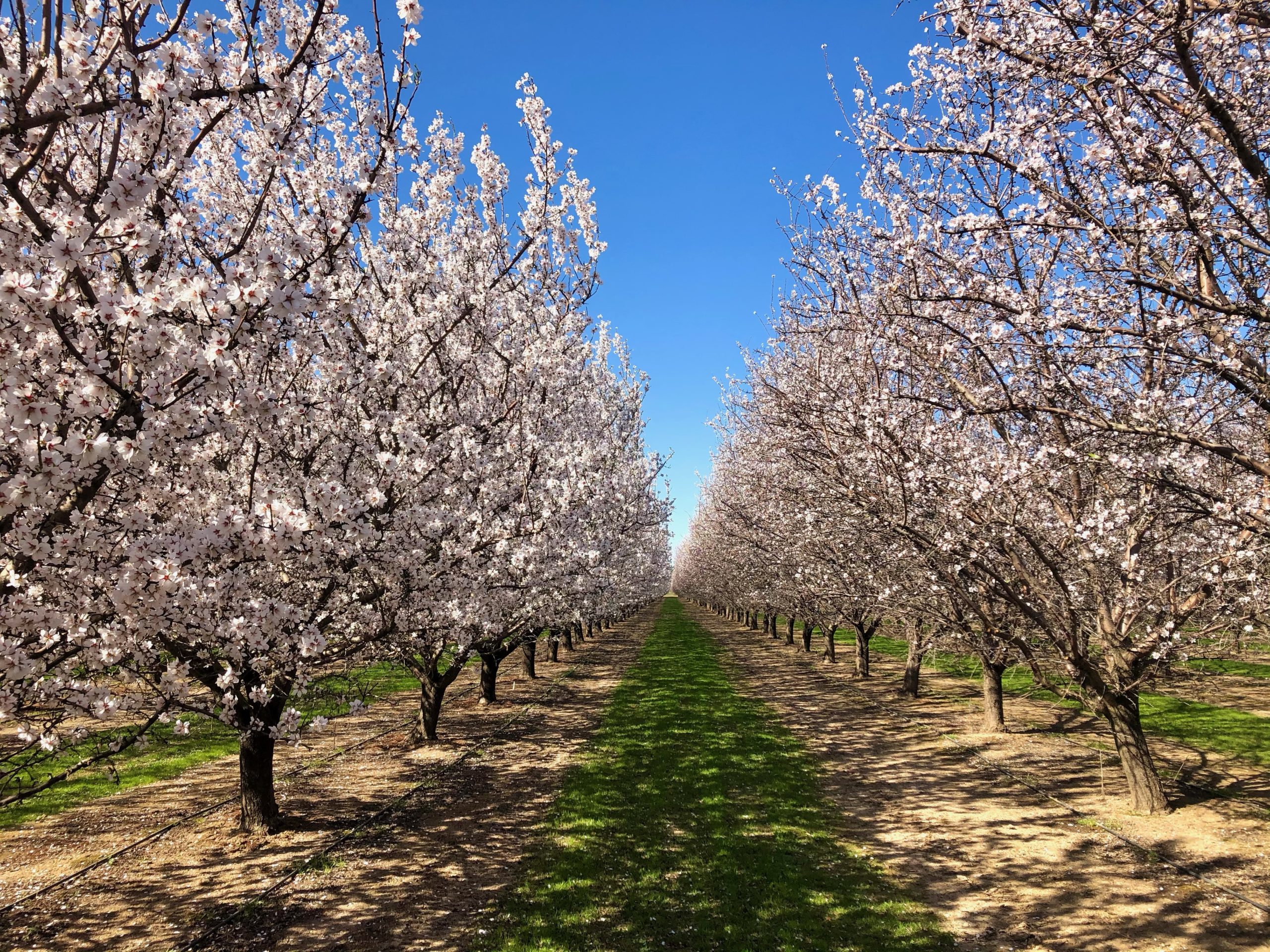 269 Acres Butte County Almond Orchard & Open Ground - Cornerstone Land Co