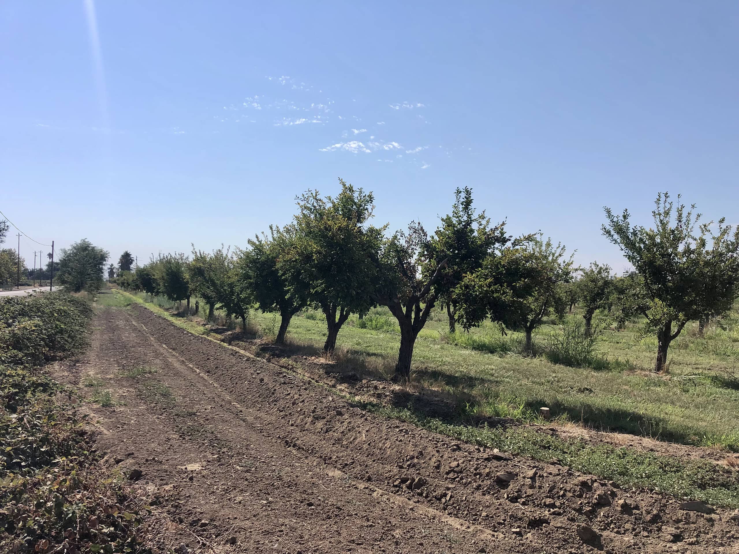 15± Acre Sutter County Orchard - Cornerstone Land Co